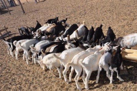 Técnicas simples permitem melhorias na criação de caprinos do semiárido ...