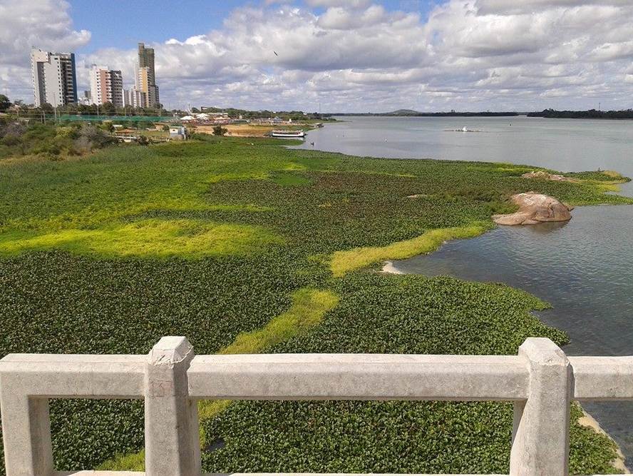 Baronesas avançam no Rio São Francisco em Petrolina e já chegam próximo ...