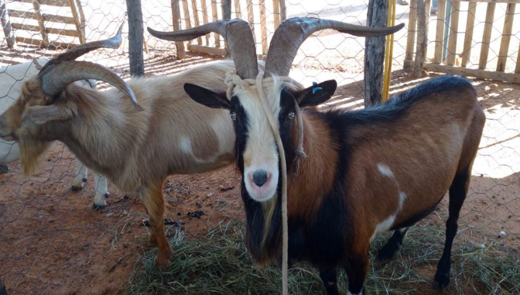 Curaçá prepara-se para 3º Festival do Bode e do Carneiro e 3ª Feira da ...